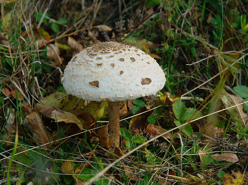 Drewniany domek Daria i Tomek